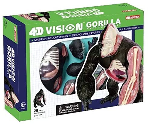 Aoshima 4D VISION Animal dissection model No. 27 Gorilla dissection ...