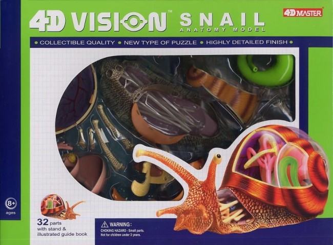 Aoshima 4D VISION Animal dissection model No. 09 Snail anatomical model ...