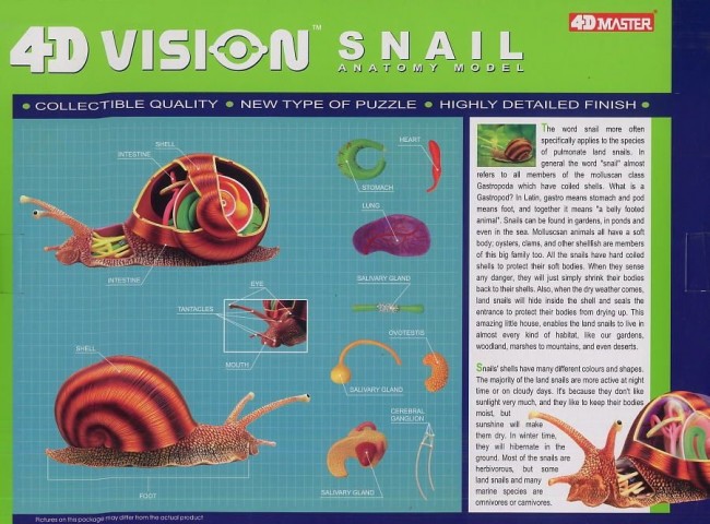 Aoshima 4D VISION Animal dissection model No. 09 Snail anatomical model ...