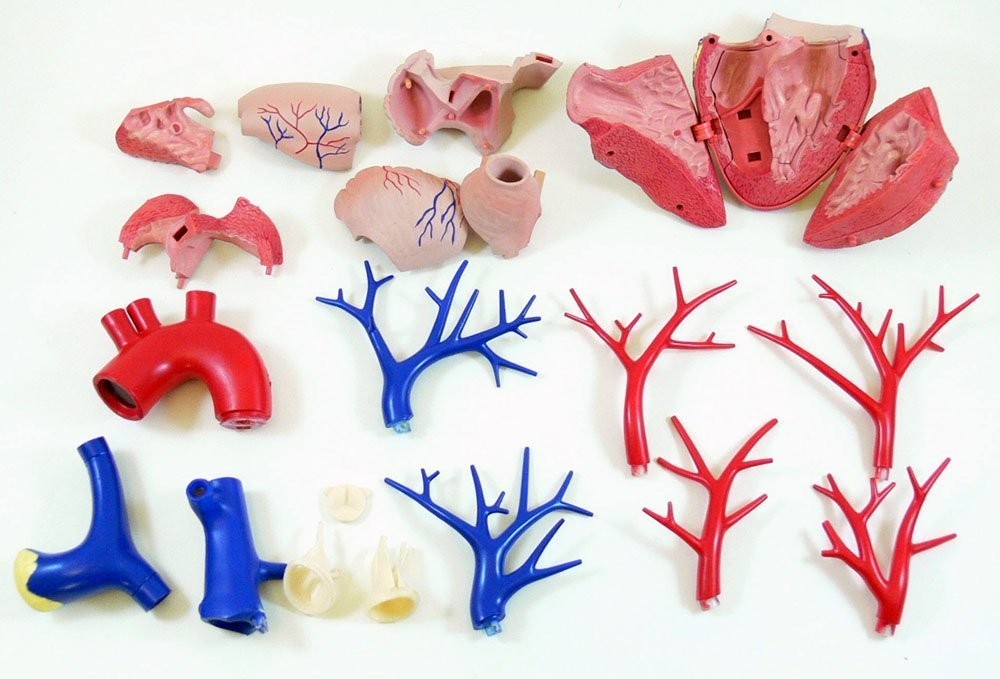 Aoshima 4D VISION Human Anatomical Model No. 19 DX Heart Anatomical ...