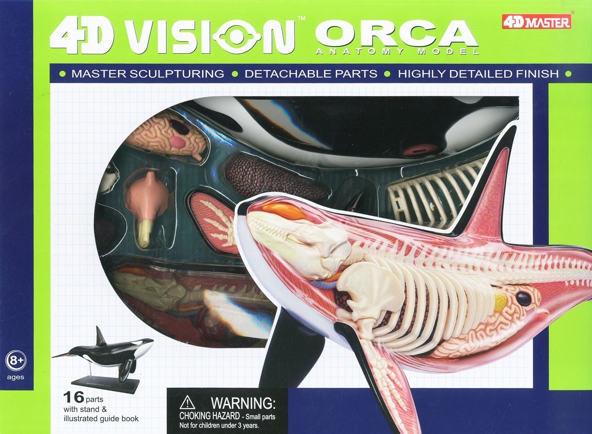 Aoshima 4D VISION Animal dissection model No.26 killer whale dissection ...