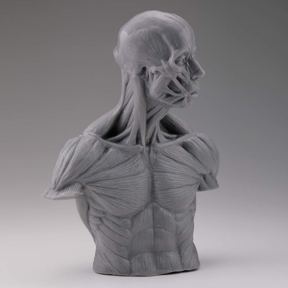 KAIYODO Soft Vinyl Anatomy Bust trackable shipping japan NEW | Zipang Hobby