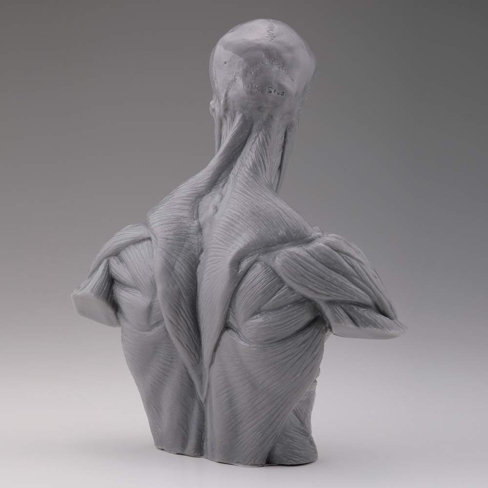 KAIYODO Soft Vinyl Anatomy Bust trackable shipping japan NEW | Zipang Hobby